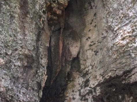 მარტვილის კანიონი ანუ იურული პერიოდის პარკი ქართულად