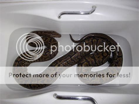 Where Are All The Adult Retic Burm Morphs Reptile Forums