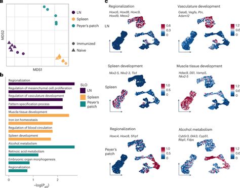 developmental and anatomical genes imprint brc identity a