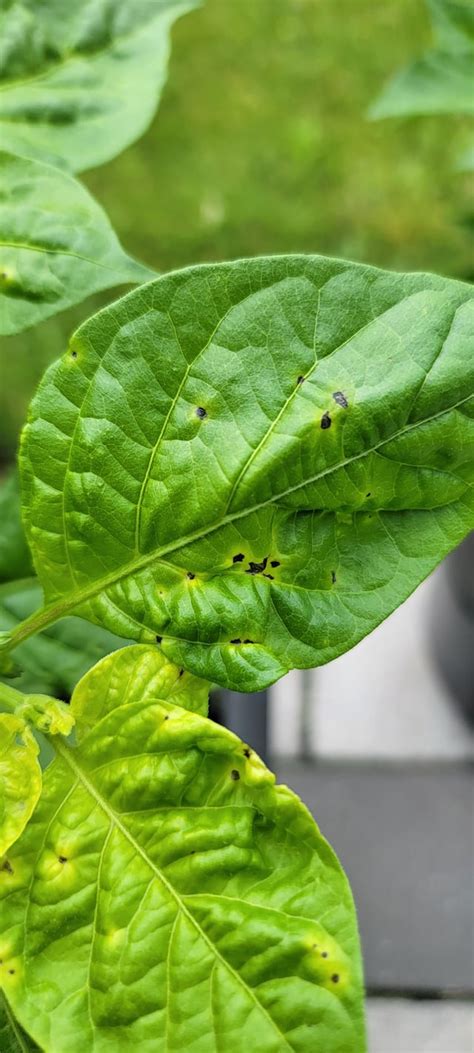 Does This Look Like Pepper Leaf Spot Disease Rhotpeppers