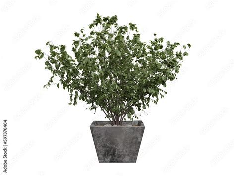 Flower Tree Png With Transparent Background Stock Photo Adobe Stock