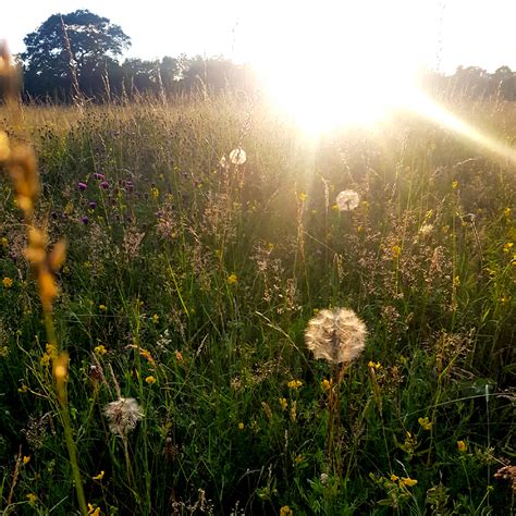 Embodied Evolution Nature