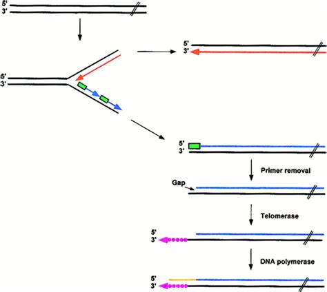 Life And Cancer Without Telomerase Cell