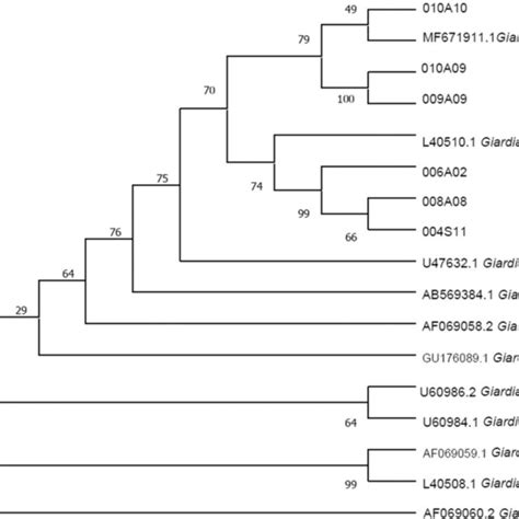 bootstrap consensus tree inferred by neighbor joining method with 2000