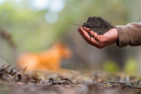 Premium Photo University Babe Conducting Research On Forest Health Farmer Collecting Soil