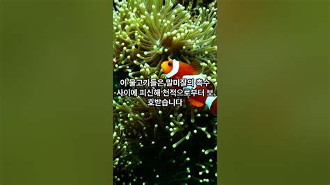 바다 속 꽃 말미잘🌸🌊 독을 가진 화려한 생명체 말미잘 해양생물 해양생태계 독성생물 클라운피시 공생관계