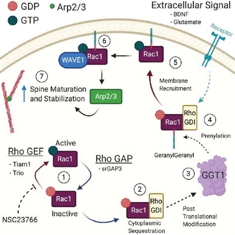 Structural And Functional Dendritic Spine Adaptation Dendritic Spines Download Scientific