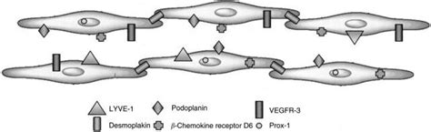 Representation Of Lymphangiogenic Markers On Lymphatic Endothelial