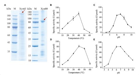 Sds Page Analysis And Biochemical Characterization Of Recombinant Download Scientific Diagram
