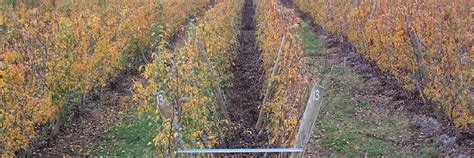 Orchard Manual To Grow Pears On Open Tatura