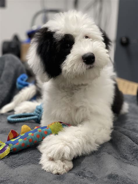 15 Weeks Old Shepadoodle R Sheepadoodles