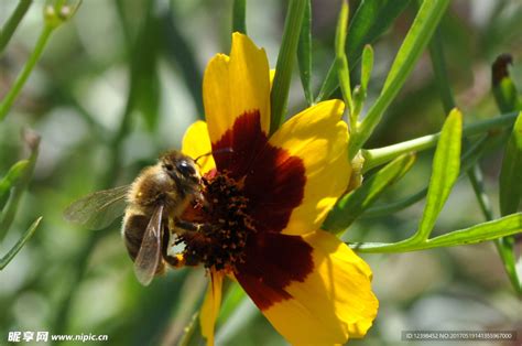 雪菊摄影图花草生物世界摄影图库昵图网