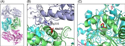 Novel Mutations In The Hadhb Gene Causing A Mild Phenotype Of