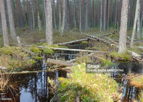 늪지대 의 해안 홍수 숲 지역 늪의 해안에 다양한 오래되고 썩은 나무와 나뭇가지 늪 0명에 대한 스톡 사진 및 기타 이미지 0명 기상 이변 나무 Istock