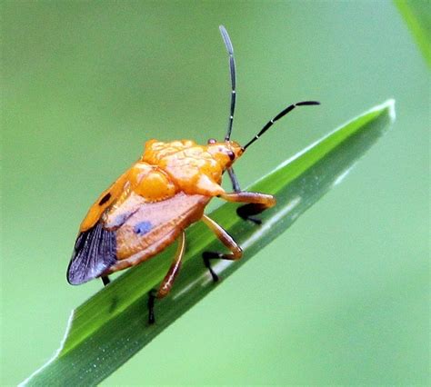 Types Of Stink Bugs Field Guide Names Photos Outforia