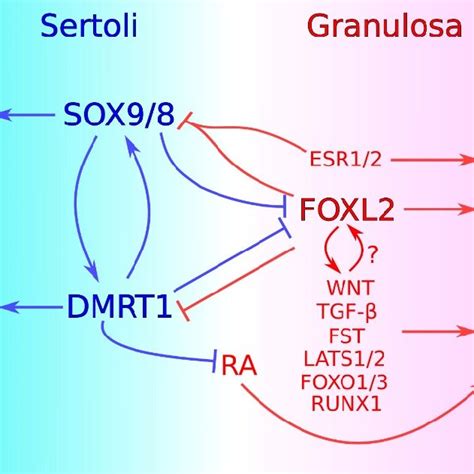 current model for the maintenance of sex specific supporting cell fates