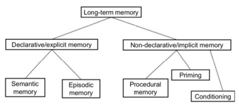 Ne101 Learning And Memory Ii Flashcards Quizlet