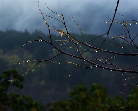 дъждовен ден Author Ivan Ivanov ИванИванов Photo Forum