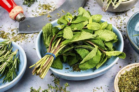 Different Fresh Herbs Stock Image Image Of Plant Kitchen 361144007