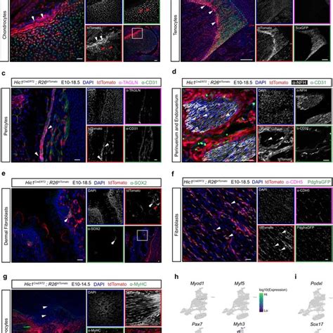 Lineage Tracing Analyses Confirm Computationally Inferred Lineage Download Scientific Diagram