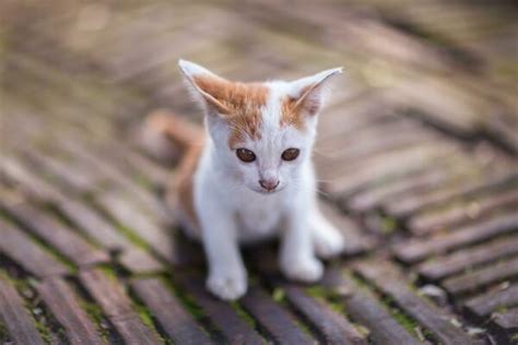 Skinny Cat Stock Photos Images And Backgrounds For Free Download
