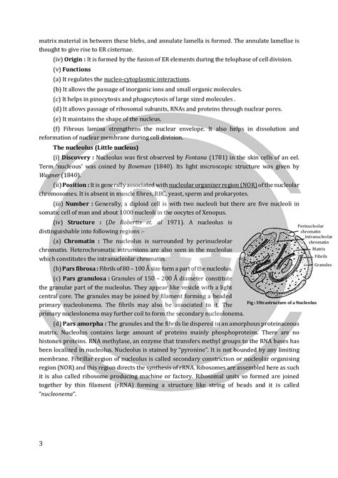 Nucleus Definition Structure And Function Discovery Size PW
