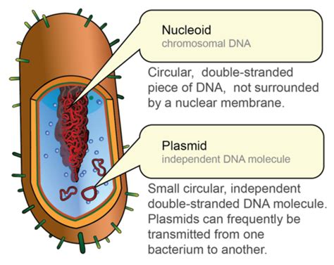 Location Of Prokaryotic DNA