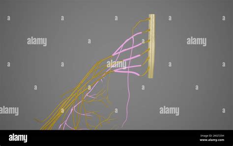 Long Thoracic Nerve Compression