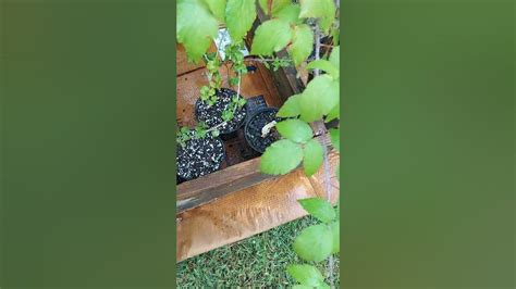 You Need To 👁 👁 Black Jewel Raspberry Tip Layering Propagation Technique Youtube