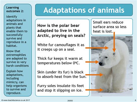 Adaptation Introduction Activityecologyks4 Biologyteachit
