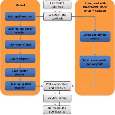 A Schematic Representation Of The Sample Preparation Workflow The Download Scientific Diagram