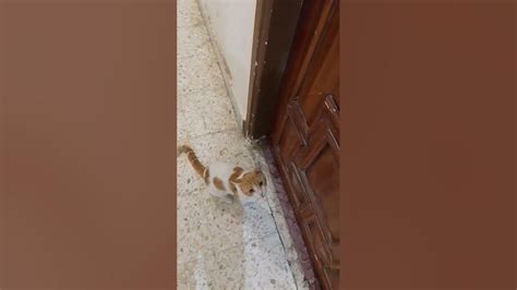 أنا جعان Youtube