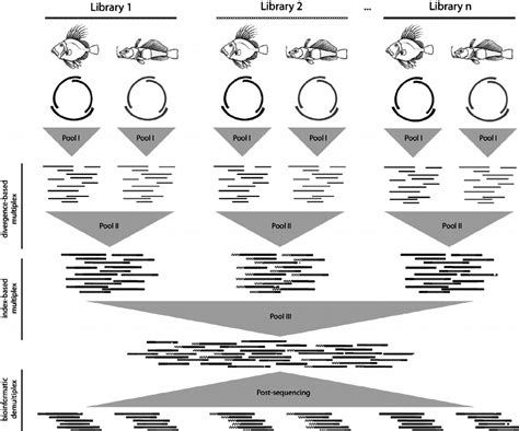 Synoptic Figure Of The Global Workflow Tagged Libraries Are