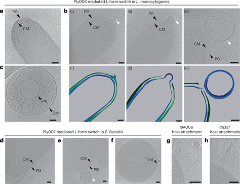 Endolysin Triggered Disintegration Of The Cell Wall Induces L Form Download Scientific Diagram