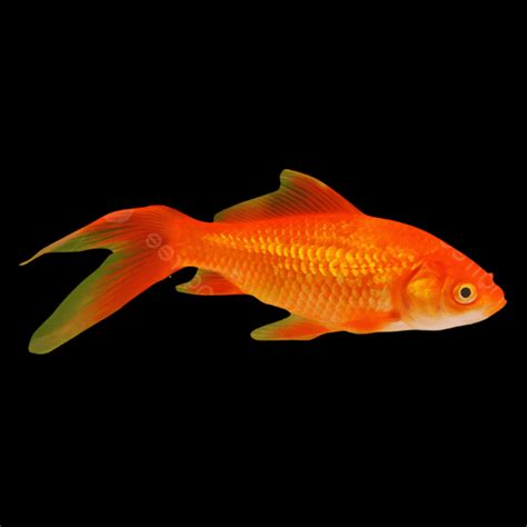 Xl Goldfish Red Carassius Auratus 20cm Sims Tropical Fish Tropical