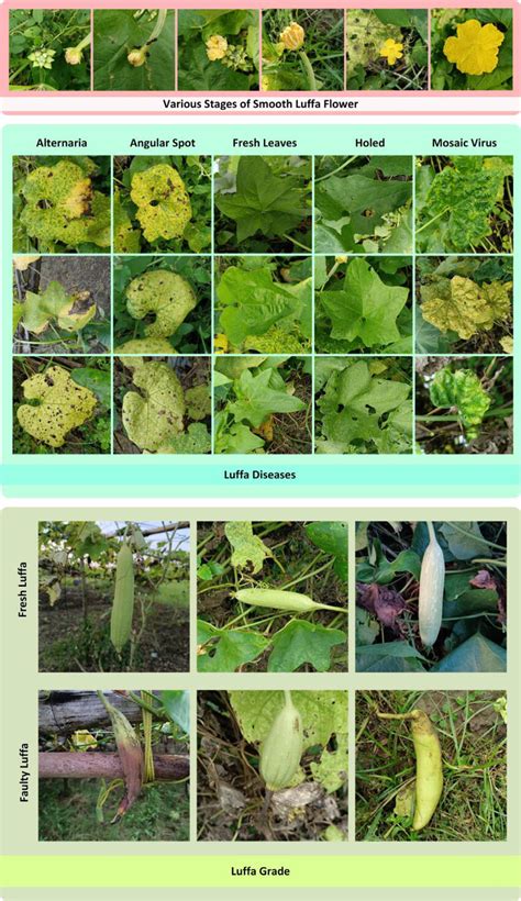 Image Examples Of Datasets Download Scientific Diagram