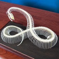Royal Python Articulated Skeleton In Glazed Display Case Catawiki