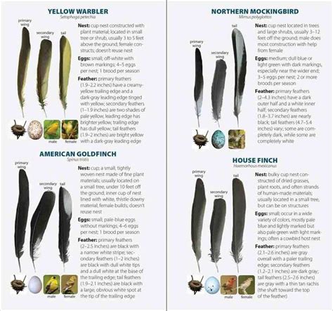 Bird Feathers And Eggs Of The Northeast Identify 40 Species Of Common