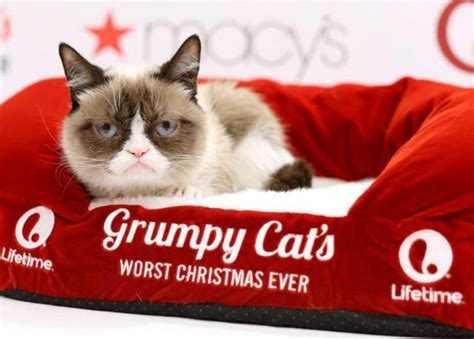 Internet Star Grumpy Cat Dies At Age Of Seven