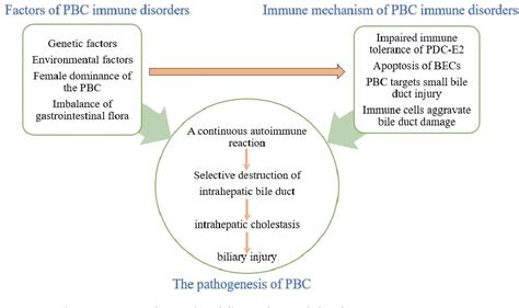 Figure 1 From Pathogenesis Of Primary Biliary Cholangitis Semantic