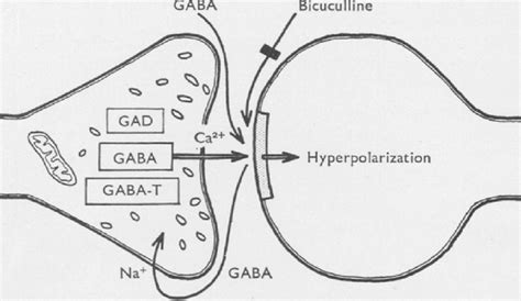 Figure 11 From Setting Gaba Levels Gaba Transporters Modulation By