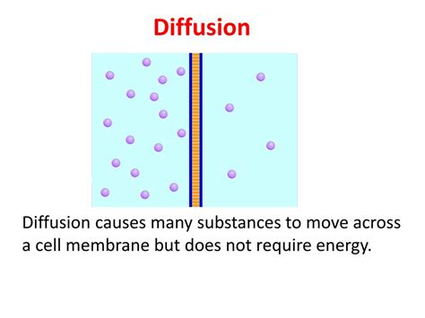 PPT The Cell Membrane And Transport Across The Cell Membrane PowerPoint Presentation ID