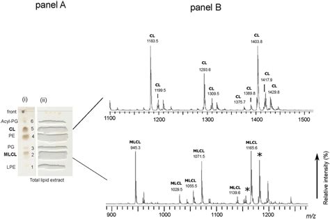 Maldi Tof Ms Analyses Of Lipid Bands 2 And 5 Isolated From The Total Download Scientific