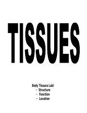 Ch Tissues Ppt Pdf Body Tissues Lab Structure Function Location Tissue Histology