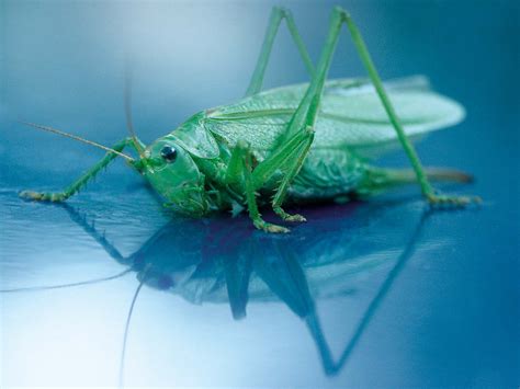 Grasshopper Free Photo Download Freeimages