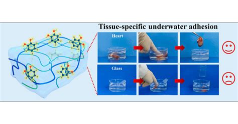 Nature Inspired Hydrogel Network For Efficient Tissue Specific