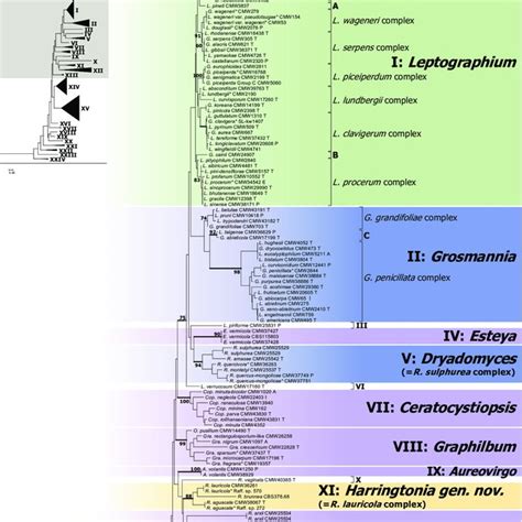 Phylogenetic Tree Depicting The Boundaries Of Currently Accepted Genera