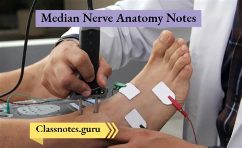 Median Nerve Class Notes