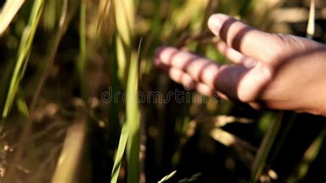 Beautiful Grass Fields And Woman Hand Is Touching Ear Of Grain In