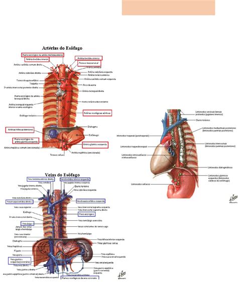 Partes Do Esofago Grátis Esôfago E Estômago Anatomia Teórica
